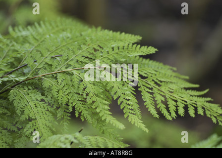 delicate, native palapalai fern (microlepia strigosa), sacred in ...