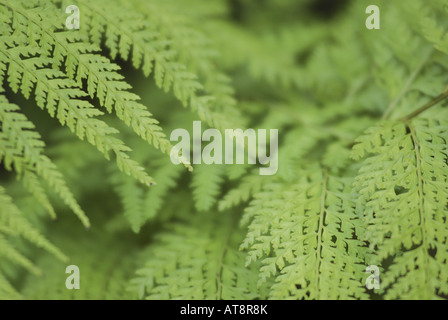 delicate, native palapalai fern (microlepia strigosa), sacred in ...