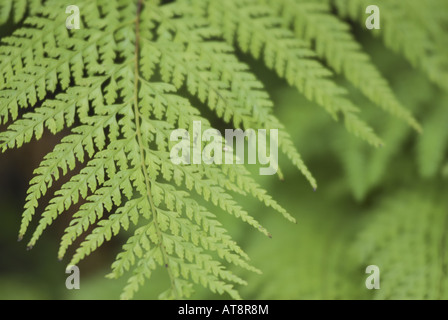 delicate, native palapalai fern (microlepia strigosa), sacred in ...