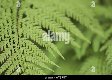 delicate, native palapalai fern (microlepia strigosa), sacred in ...