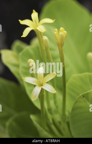 rare & endangered Native Hawaiian Alula plant, (scientific name ...