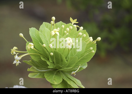 rare & endangered Native Hawaiian Alula plant, (scientific name ...
