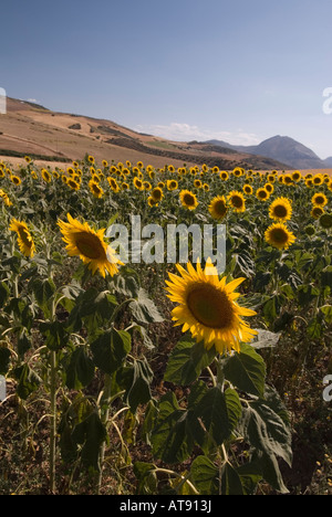 Sunflower in Andalucia, Spain Stock Photo - Alamy