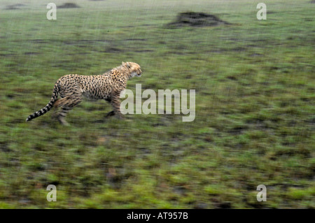 Soaking wet cheetahs in the pouring rain cheetah lifestyle Stock Photo ...