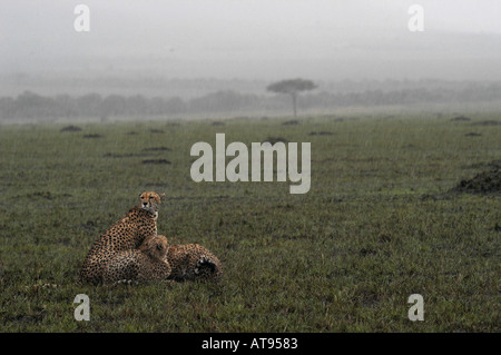 Soaking wet cheetahs in the pouring rain cheetah lifestyle Stock Photo ...