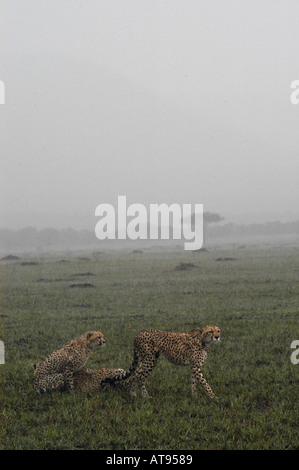 Soaking wet cheetahs in the pouring rain cheetah lifestyle Stock Photo ...