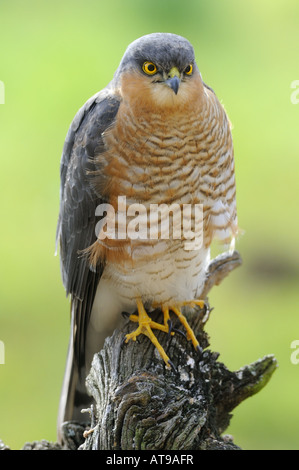 Sparrowhawk feeds on small birds. Commonly spotted in Father Collins ...