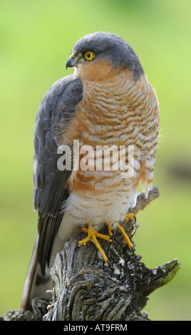 Accipiter nisus sparrowhawk sparrow hawk bird-of-prey predator beak ...