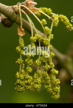 close-up of the hanging catkins of a common hornbeam in summer Stock ...