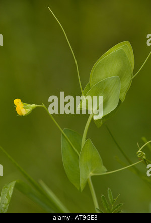 Yellow vetchling flower (Lathyrus aphaca). This plant is also known as ...