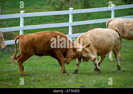 Two Cows Butting Heads Stock Photo - Alamy