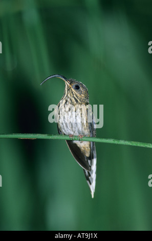 White-tipped Sicklebill, Eutoxeres aquila, feeding at Heliconia flower ...