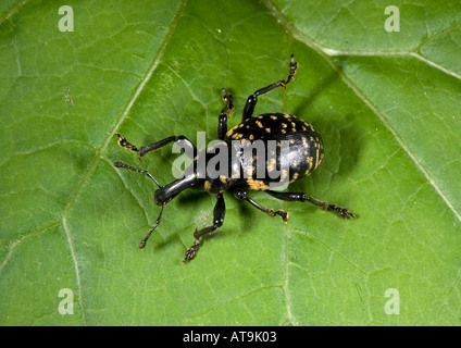 Weevil (Liparus glabrirostris) on a butterbur leaf (Petasites sp ...