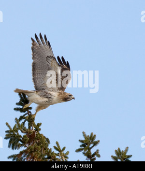 Red Tailed Hawks flying or landing in winter Stock Photo - Alamy