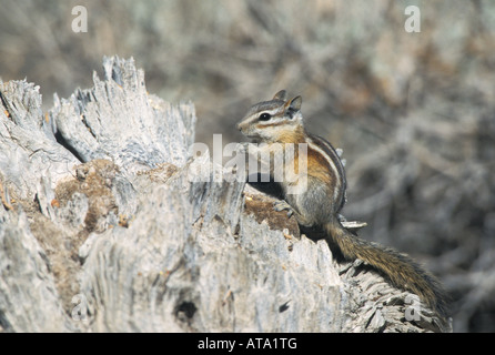 Panamint Chipmunk Tamius panamintinus Stock Photo - Alamy