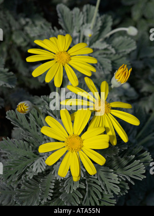yellow euryops pectinatus flower Stock Photo - Alamy