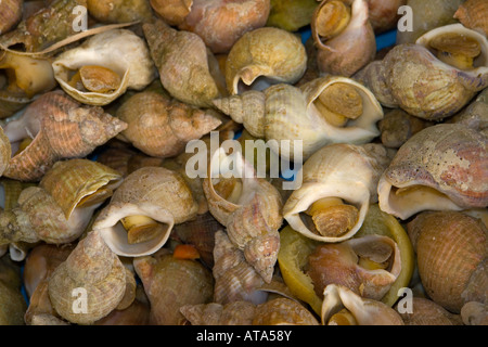 Common common whelk (Buccinum undatum), snail shell, snail shells ...