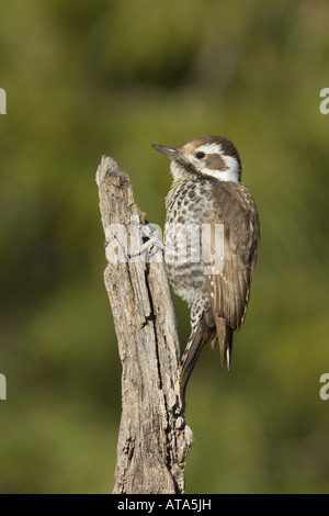 Arizona Woodpecker female, Picoides arizonae, on cholla cactus skeleton ...
