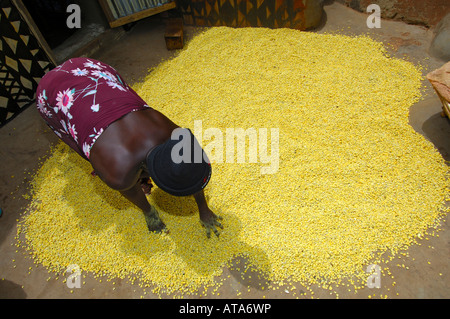 Woman prepares seeds of the African locust bean tree, Parkia biglobosa ...