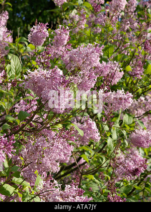 Lilac (Syringa x henryi Stock Photo - Alamy