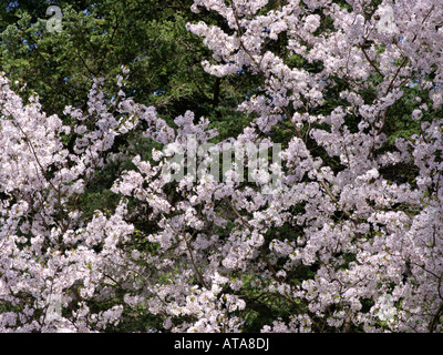 Japanese alpine cherry tree (Prunus nipponica 'Brillant', Prunus ...