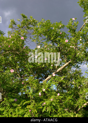 Rose flower (Rosa roxburghii Stock Photo - Alamy