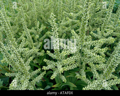 White Veratrum (Veratrum album), flowering plant Stock Photo - Alamy
