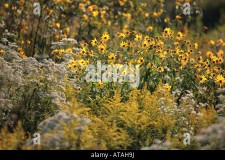 AUTUMN PRAIRIE MEADOW northern illinois Stock Photo - Alamy
