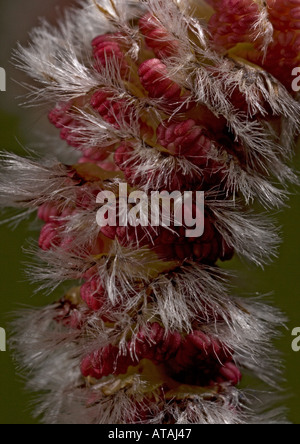 Male flowers of Populus tremula Stock Photo - Alamy