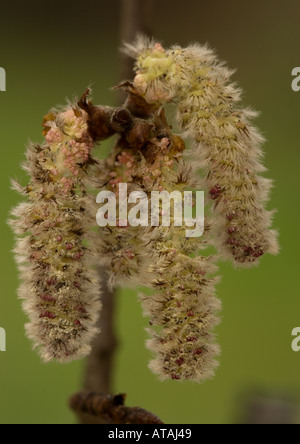 Male flowers of Populus tremula Stock Photo - Alamy
