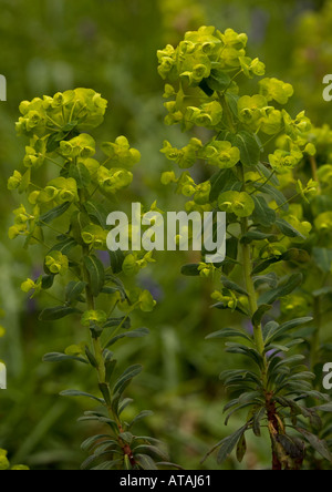 Euphorbia, flowering plant, spurge, Euphorbiaceae. Euphorbia serrata ...