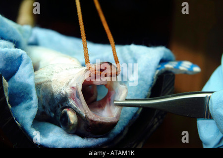 Fish autopsy dissecting photo by Bruce Miller 2007 Stock Photo - Alamy