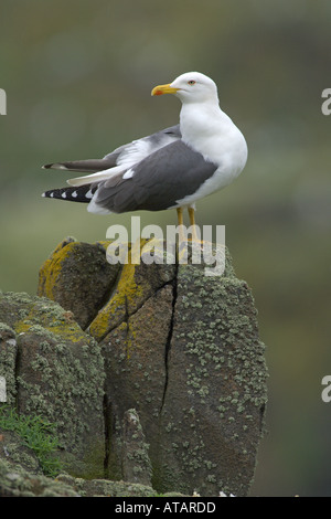 Lesser Blackbacked Gull larus fuscus Stock Photo - Alamy