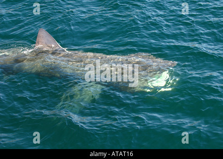 Basking shark Cetorhinus maximus filter feeding near Isle of Canna ...