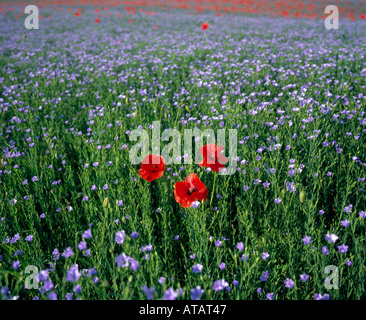 Flax field (Linum usitatissimum) and poppies in flower. Puy de Dome ...