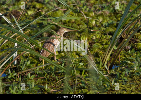 Yellow Bitterm Sri Lanka Stock Photo - Alamy