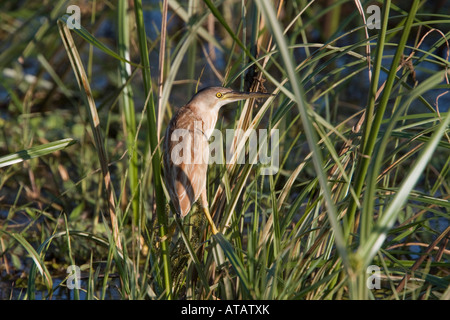 Yellow Bitterm Sri Lanka Stock Photo - Alamy