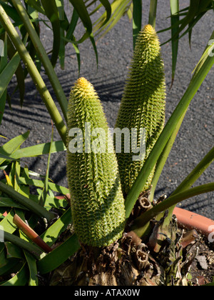 The fruit of Ceratozamia mexicana , a species of plant in the family ...