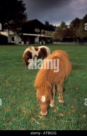 Miniature Horses at Quicksilver Ranch Los Olivos Santa Barbara County ...