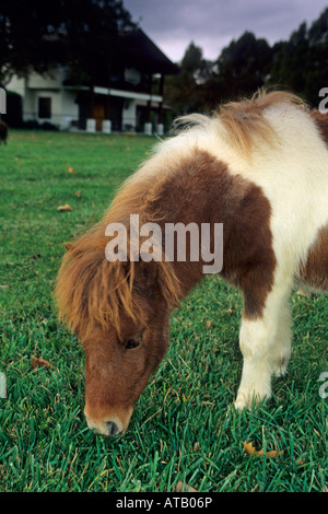Miniature Horses at Quicksilver Ranch Los Olivos Santa Barbara County ...