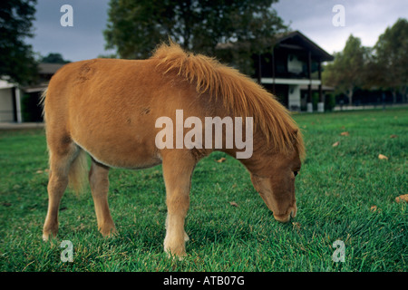 Miniature Horses at Quicksilver Ranch Los Olivos Santa Barbara County ...