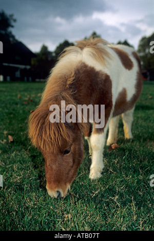 Miniature Horses at Quicksilver Ranch Los Olivos Santa Barbara County ...