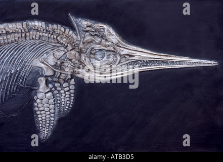 Ichthyosaur, a marine reptile known as a fish-lizard that lived in ...