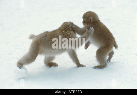 Japanese macaque snow monkey with snowball Jigokudani Japan Stock Photo ...