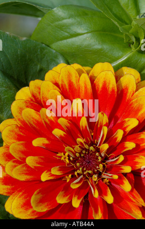 Zinnia flower in the garden Stock Photo - Alamy