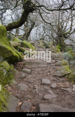 Footpath through the ancient oak woodland at Duncliffe woods, North ...