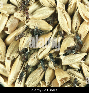 Barley grain weevil (Sitophilus granarius) and severely damaged barley ...