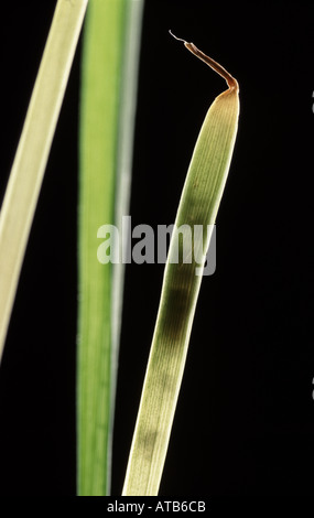 Rice gall midge Pachydiplosis oryzae adult on rice plant Stock Photo ...