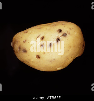 Wireworm Agriotes spp damage holes in potato tuber Stock Photo - Alamy