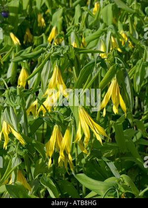 Large-flowered bellwort, Uvularia grandiflora in flower in woodland ...